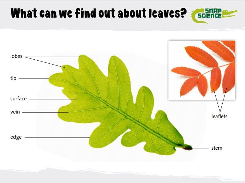 Snap Science | Reviews 2025: Features, Price, Alternatives